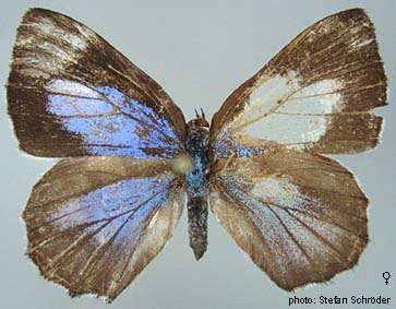 Papua Insects Foundation (Lepidoptera/Lycaenidae/Lycaeninae ...